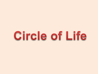 Circle of life | PPT