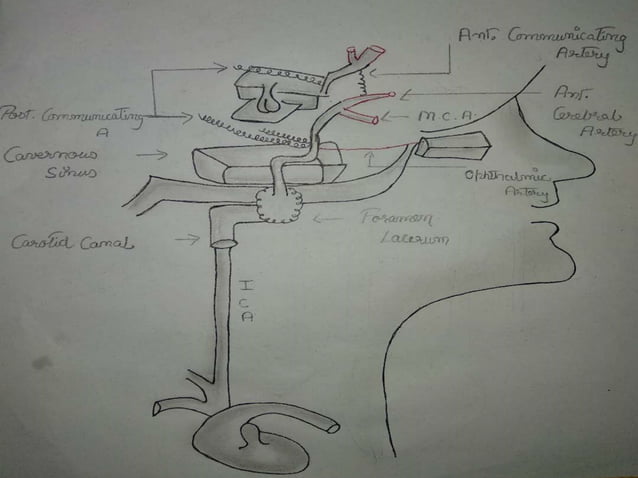 Circle of willis | PDF