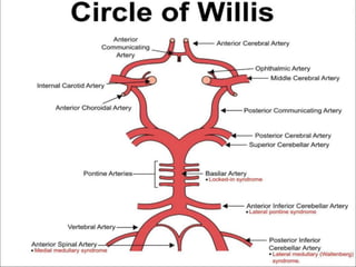 Circle of willis | PDF