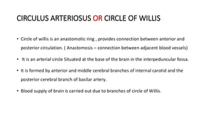 circle of willis.pdf.anatomy. Brain.,ppt. | PDF