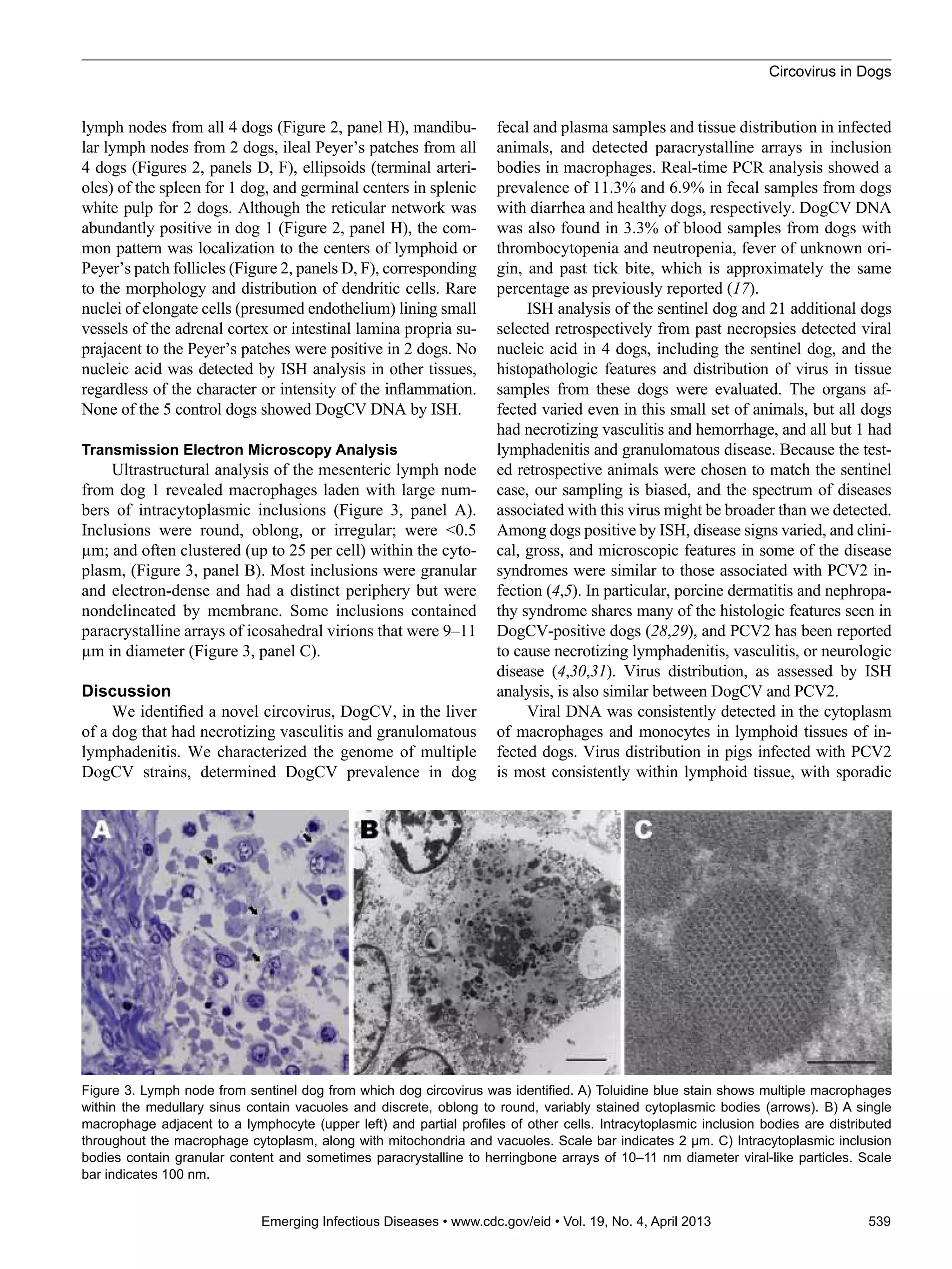 CIRCOVIRUS en perros.pdf