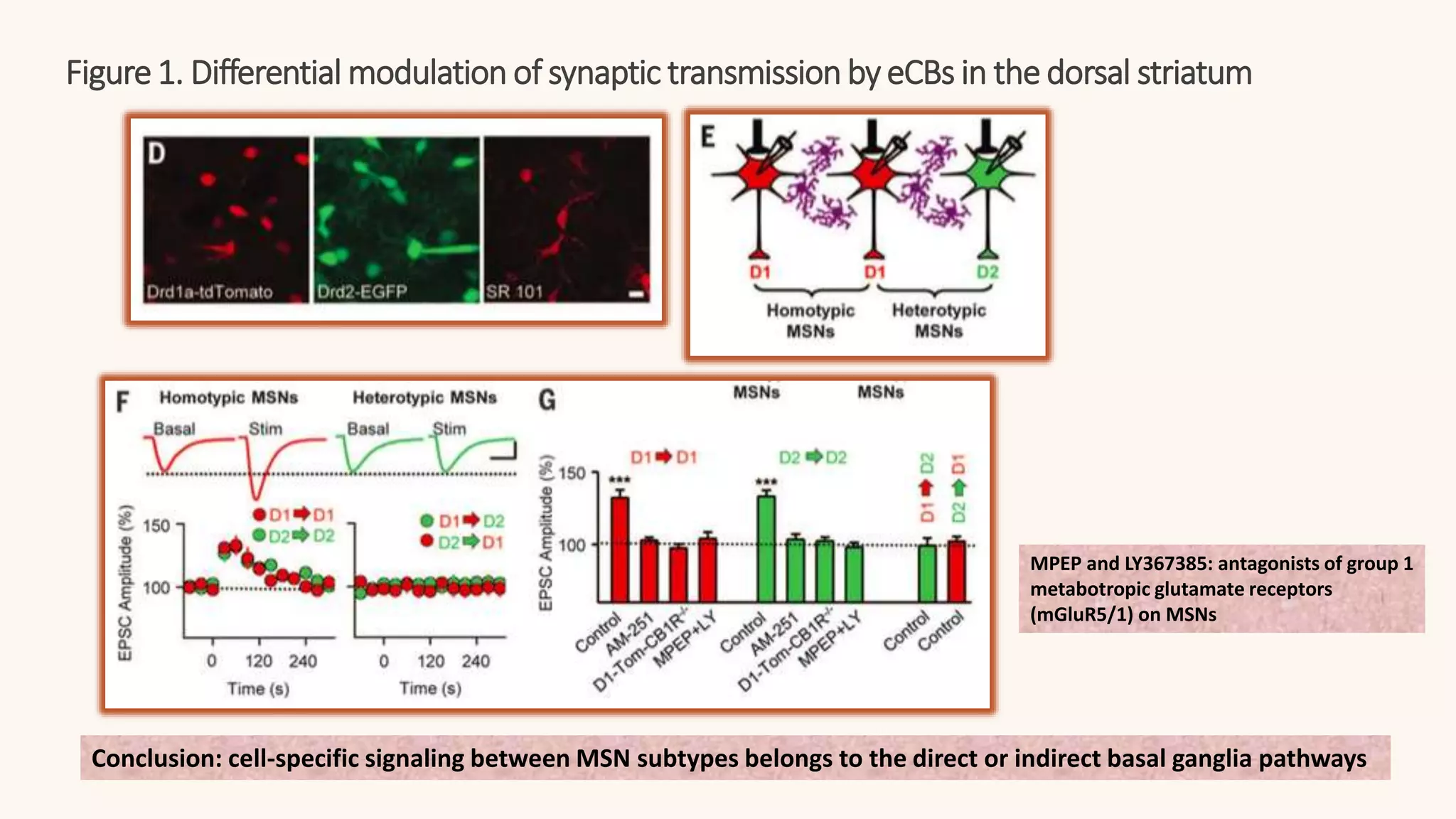Circuit specific signaling in astrocyte-neuron networks in basal ganglia pathways | PPT