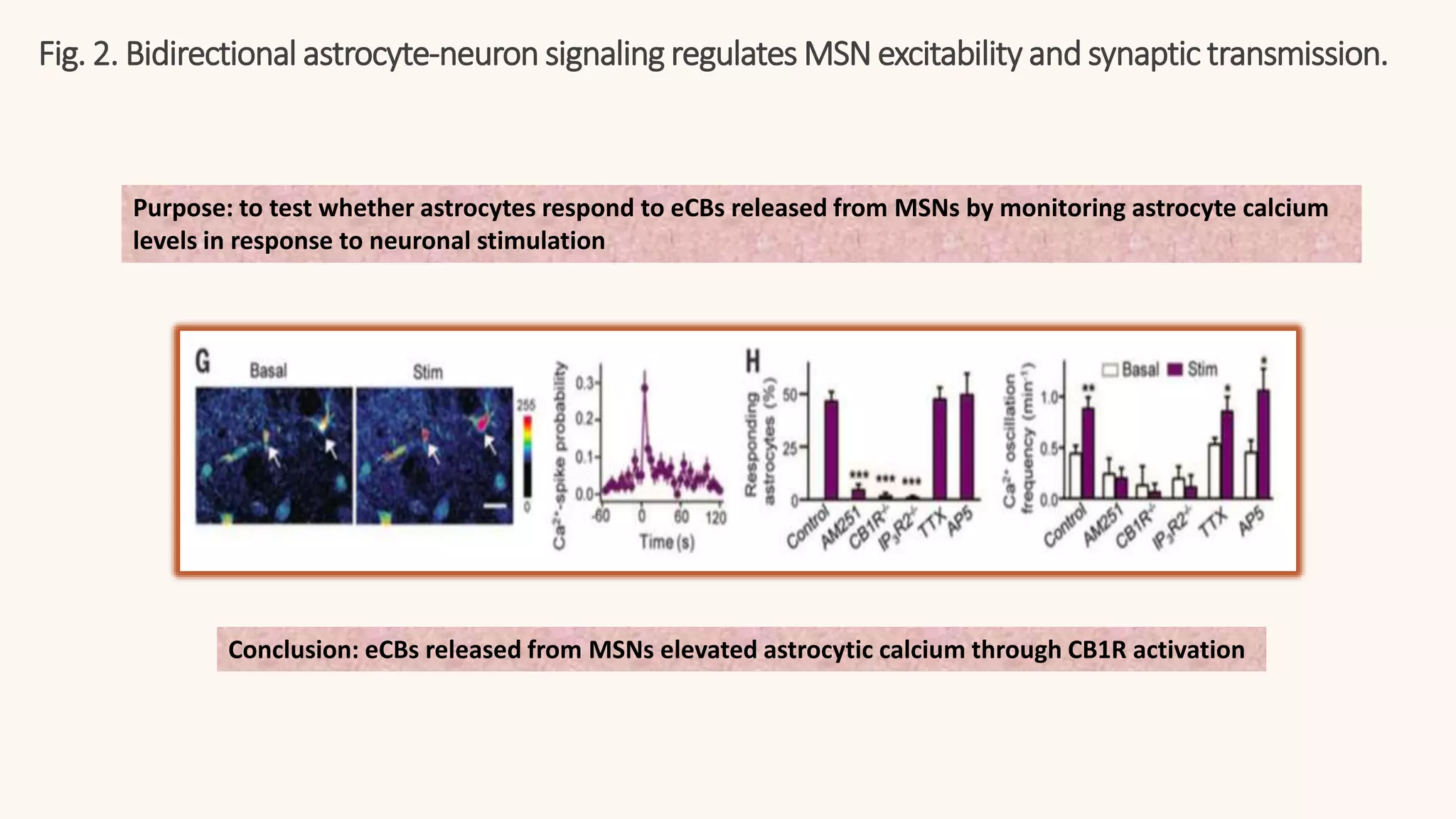Circuit Specific Signaling In Astrocyte Neuron Networks In Basal Ganglia Pathways Ppt