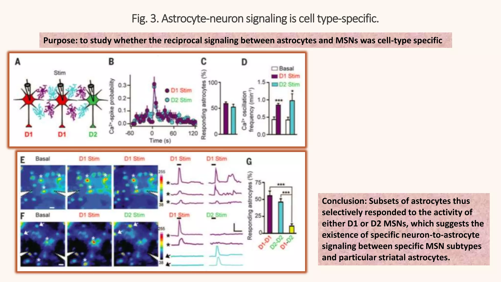 Circuit specific signaling in astrocyte-neuron networks in basal ganglia pathways | PPT