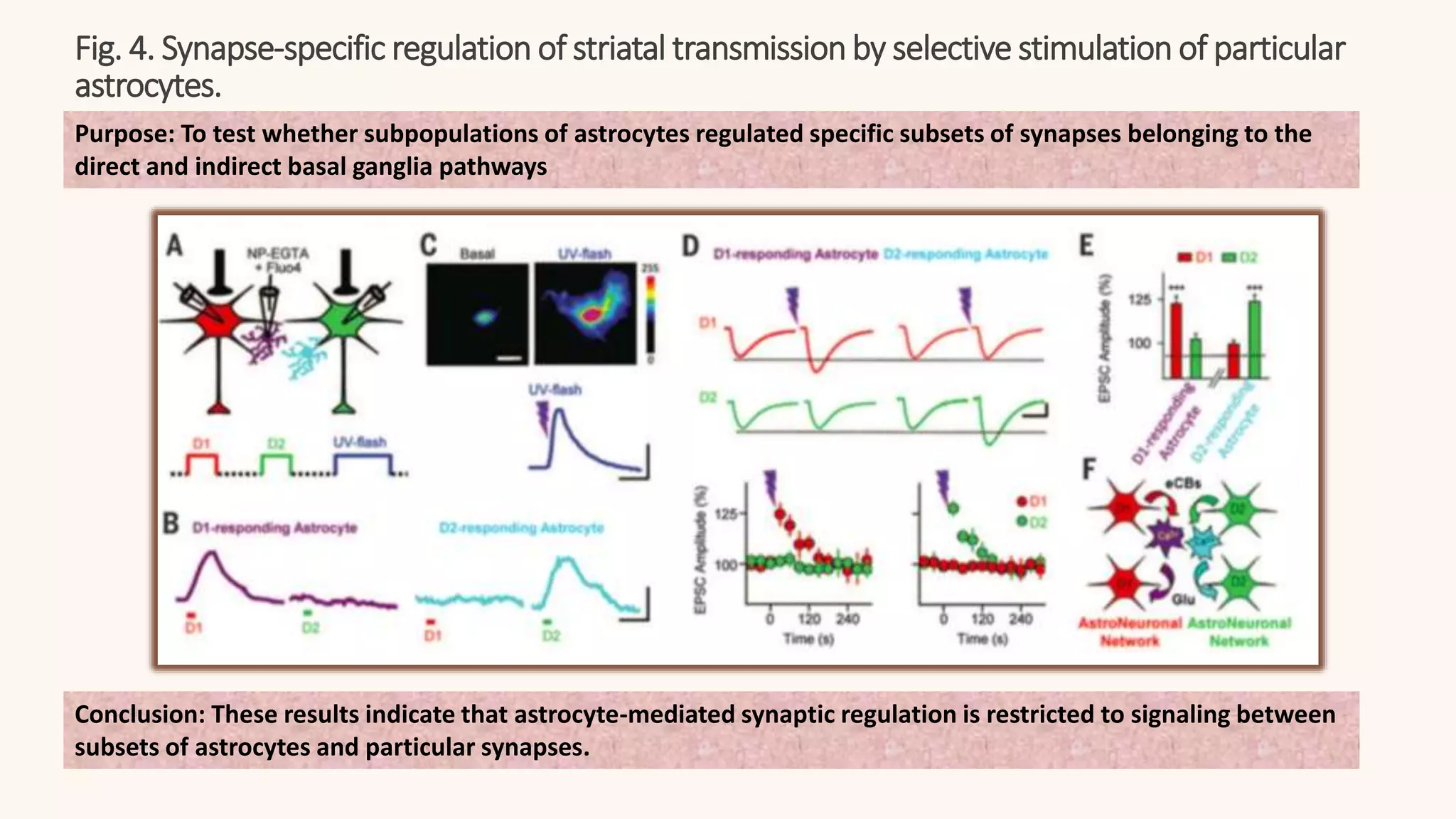 Circuit specific signaling in astrocyte-neuron networks in basal ganglia pathways | PPT