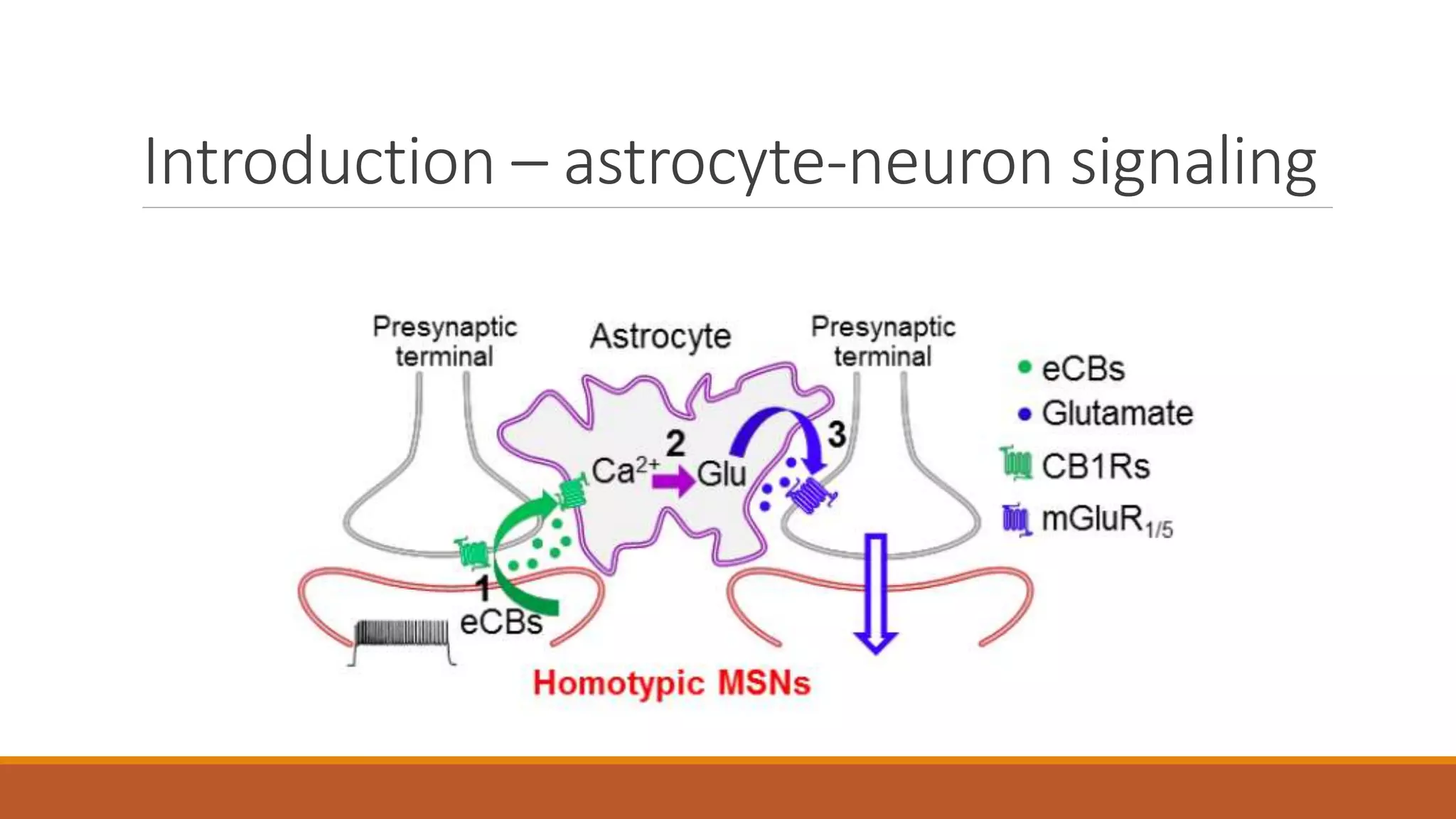 Circuit Specific Signaling In Astrocyte Neuron Networks In Basal
