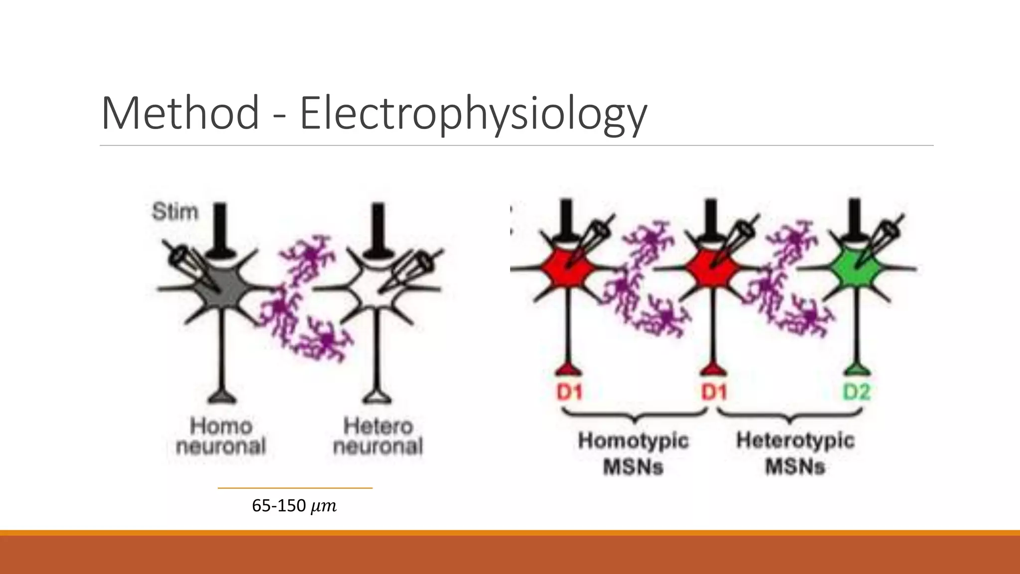 Circuit Specific Signaling In Astrocyte Neuron Networks In Basal