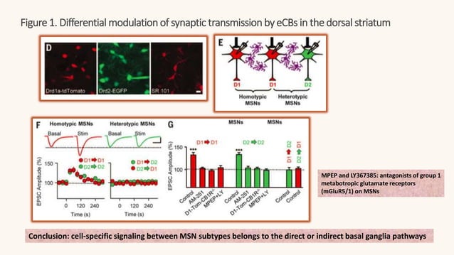 Circuit Specific Signaling In Astrocyte Neuron Networks In Basal