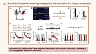 Circuit specific signaling in astrocyte-neuron networks in basal ...