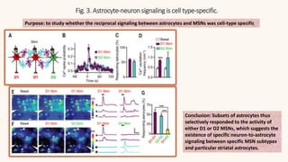 Circuit specific signaling in astrocyte-neuron networks in basal ...