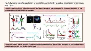 Circuit specific signaling in astrocyte-neuron networks in basal ...