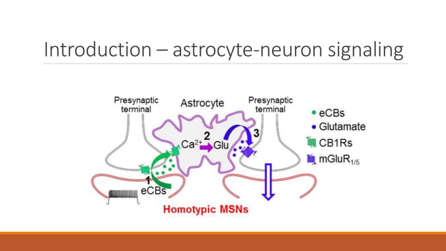 Circuit specific signaling in astrocyte-neuron networks in basal ...
