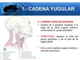 circuito ganglionar. pericervical- generalidades | PPTX