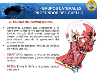 circuito ganglionar. pericervical- generalidades | PPTX