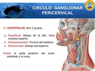 circuito ganglionar. pericervical- generalidades | PPTX