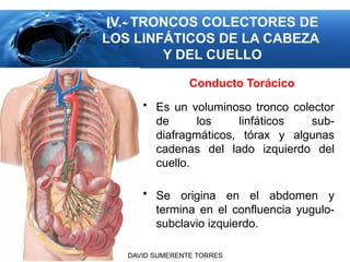 circuito ganglionar. pericervical- generalidades | PPTX
