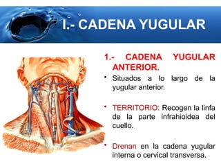 circuito ganglionar. pericervical- generalidades | PPTX
