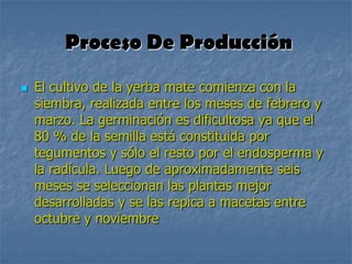 Circuito productivo de la yerba mate 3º técnica | PPSX