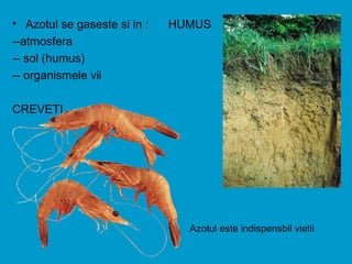 Circuitulmaterieiinecosistem | PPT