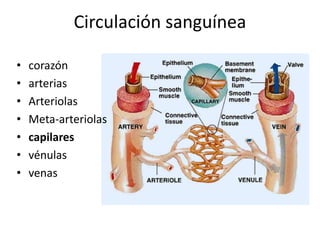 Capilares Del Sistema Circulatorio
