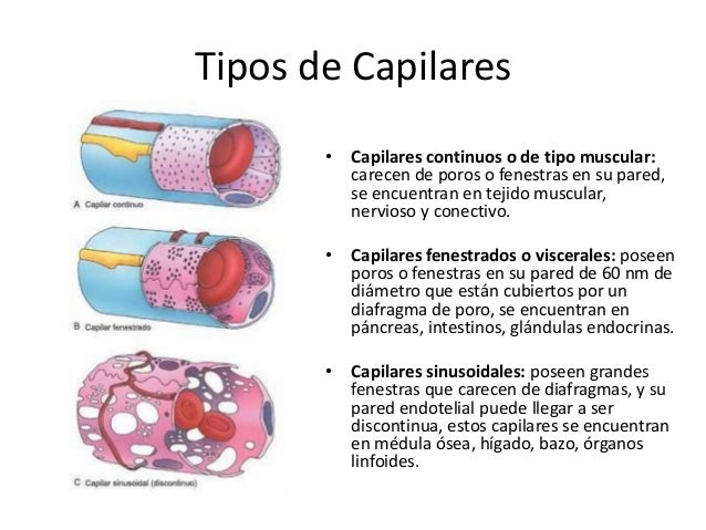 Circulación a través de los capilares