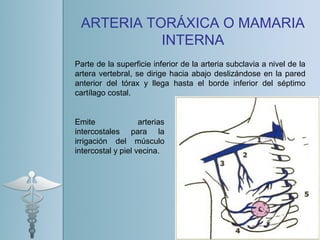 ANATOMÍA sistema circulatorio, circulación corporal | PPT