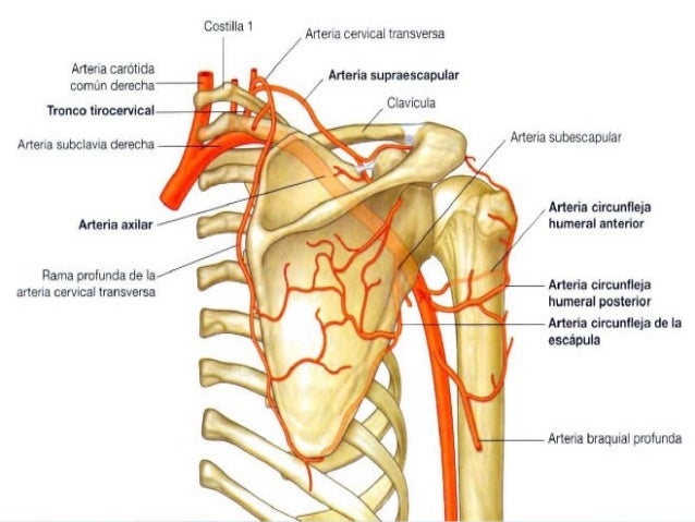 ANATOMÍA sistema circulatorio, circulación corporal