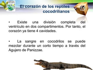 Circulación en reptiles | PDF