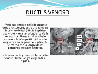 Circulación fetal.ppt