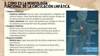 circulación linfática Investigación -Pdf | PDF