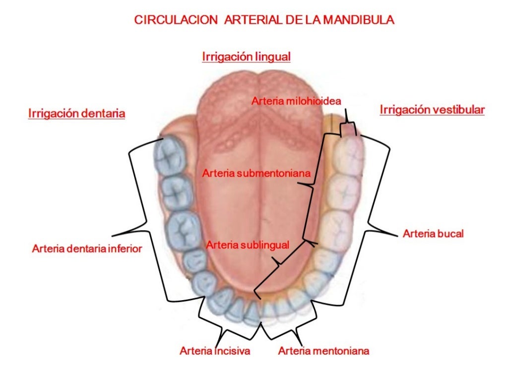 CIRCULACION ARTERIAL Y VENOSA DEL SISTEMA DENTARIO Y ESTRUCTURAS PERI…