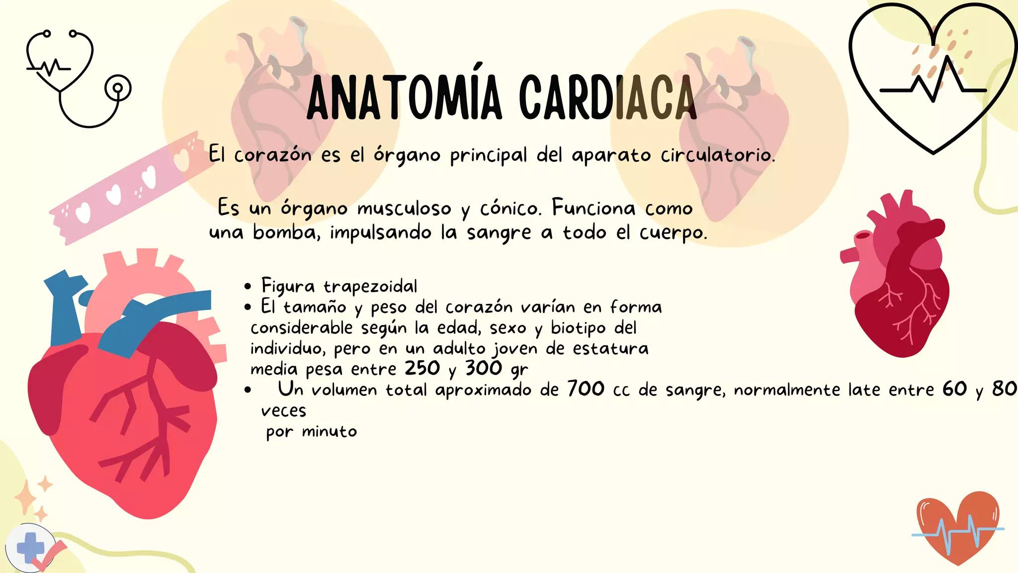 CIRCULACION CARDIACA .pdf