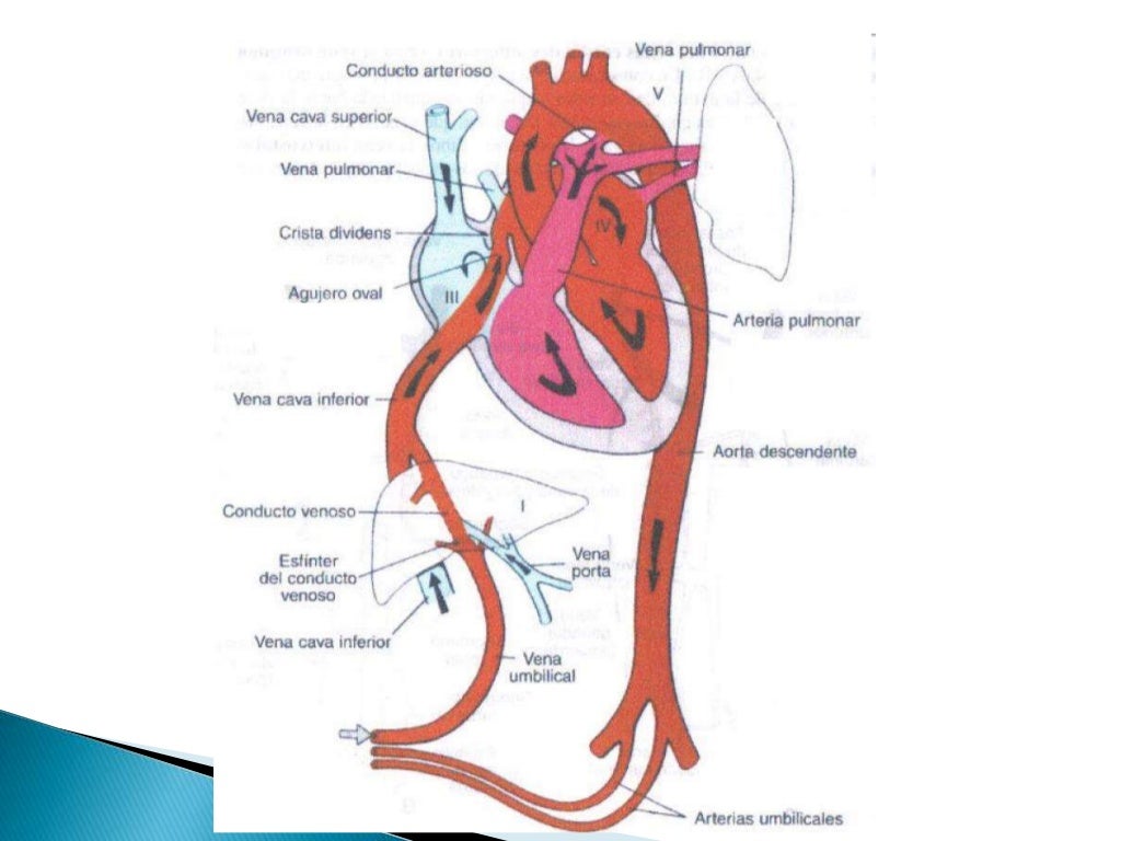 Circulacion Fetal