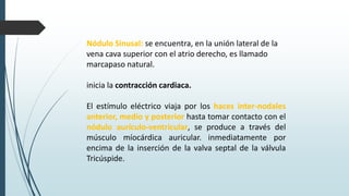 Circulacion fetal neonatal | PPTX