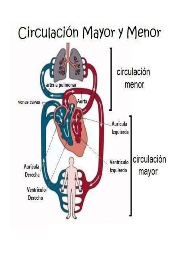Circulacion mayor y menor | PDF Circulacion mayor y menor | PDF