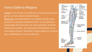Circulación miembro inferior .pdf