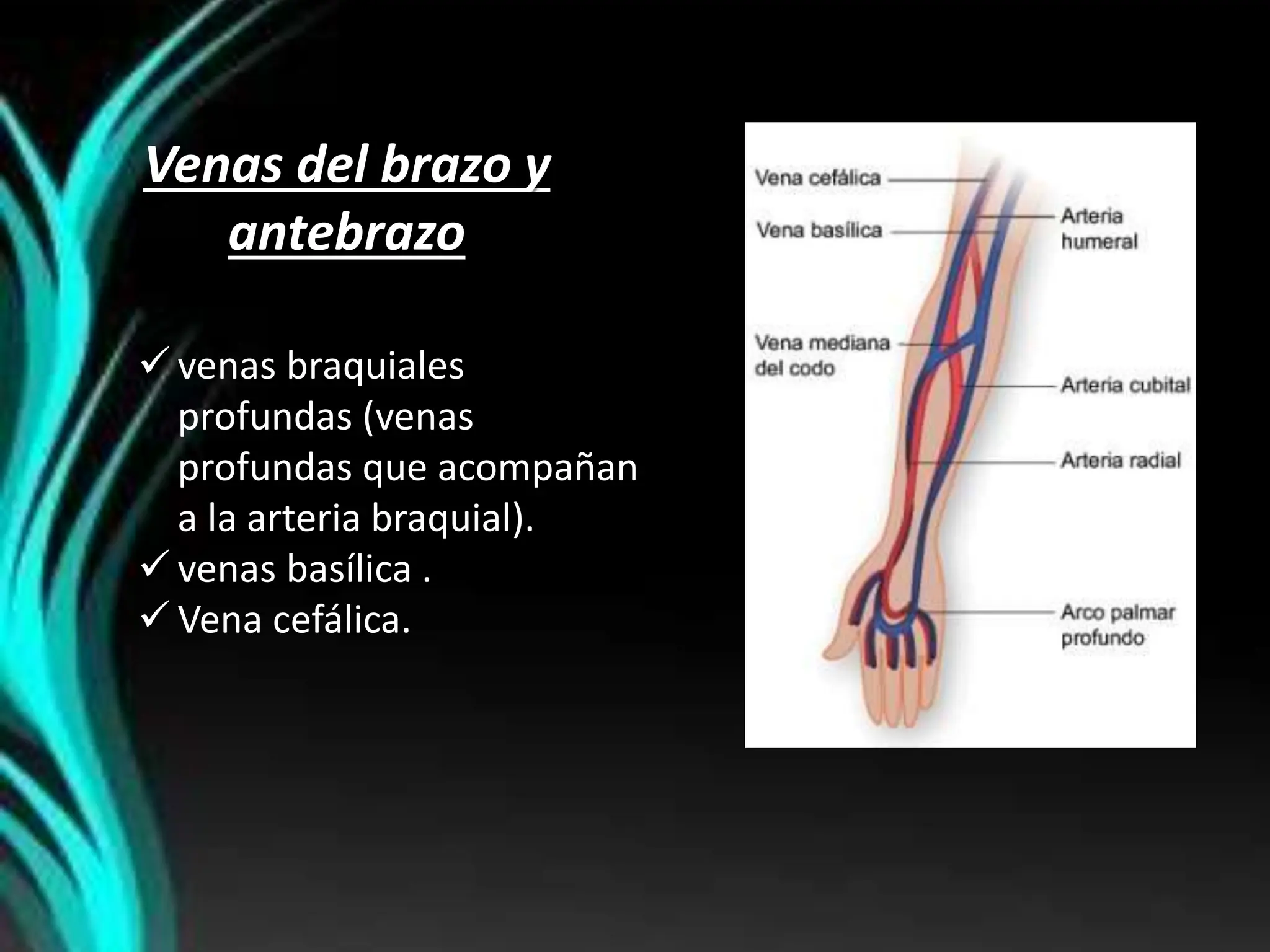 circulacion venosa y arterial del brazo.pptx