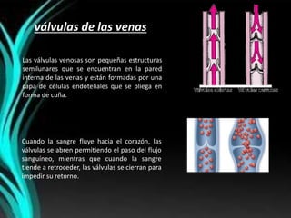 circulacion venosa y arterial del brazo.pptx