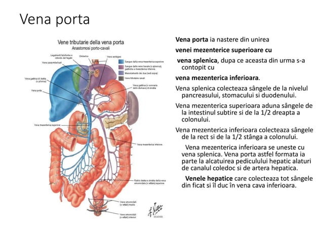 circulatia-sanguina-si circulatia-limfatica.ppt