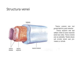 circulatia-sanguina-si circulatia-limfatica.ppt