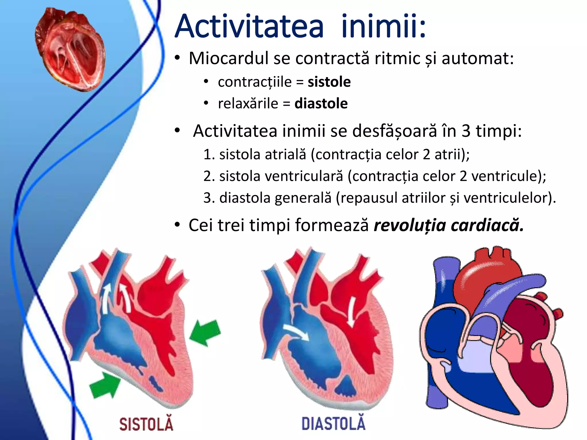 Circulatia sangelui | PPT