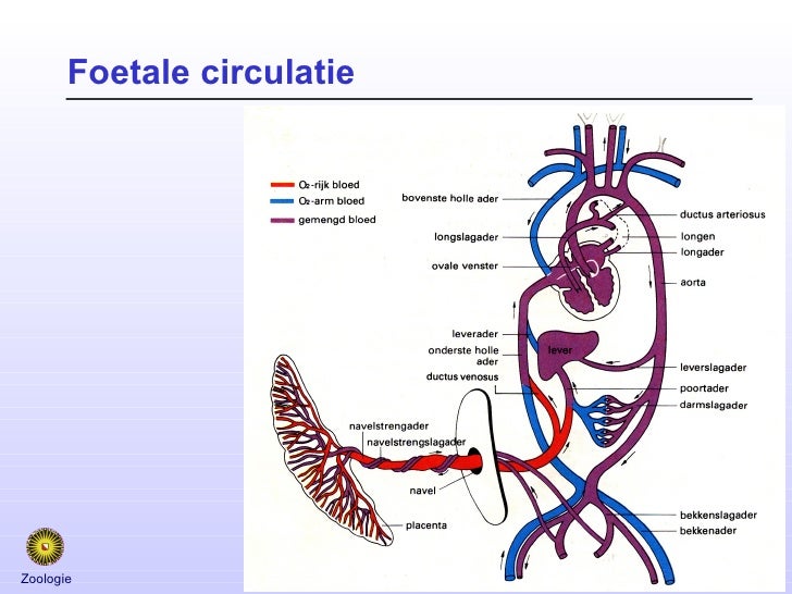 Foetale Bloedsomloop