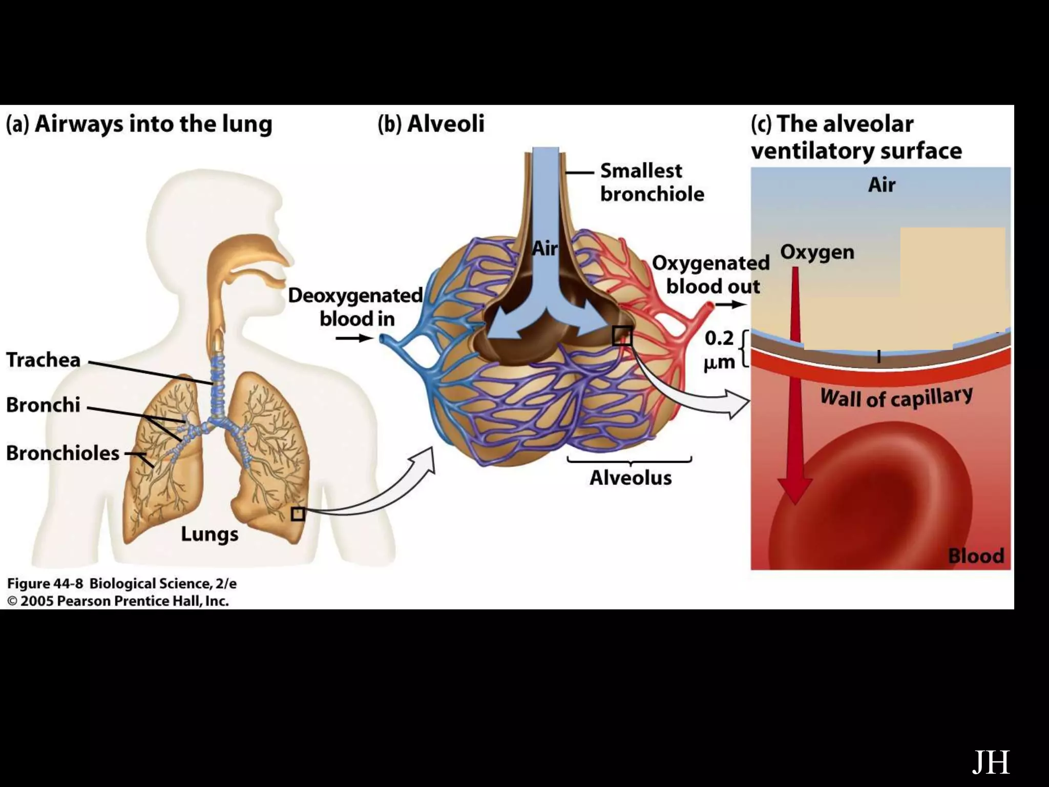 Respiratory and Circulation system of human body | PPT