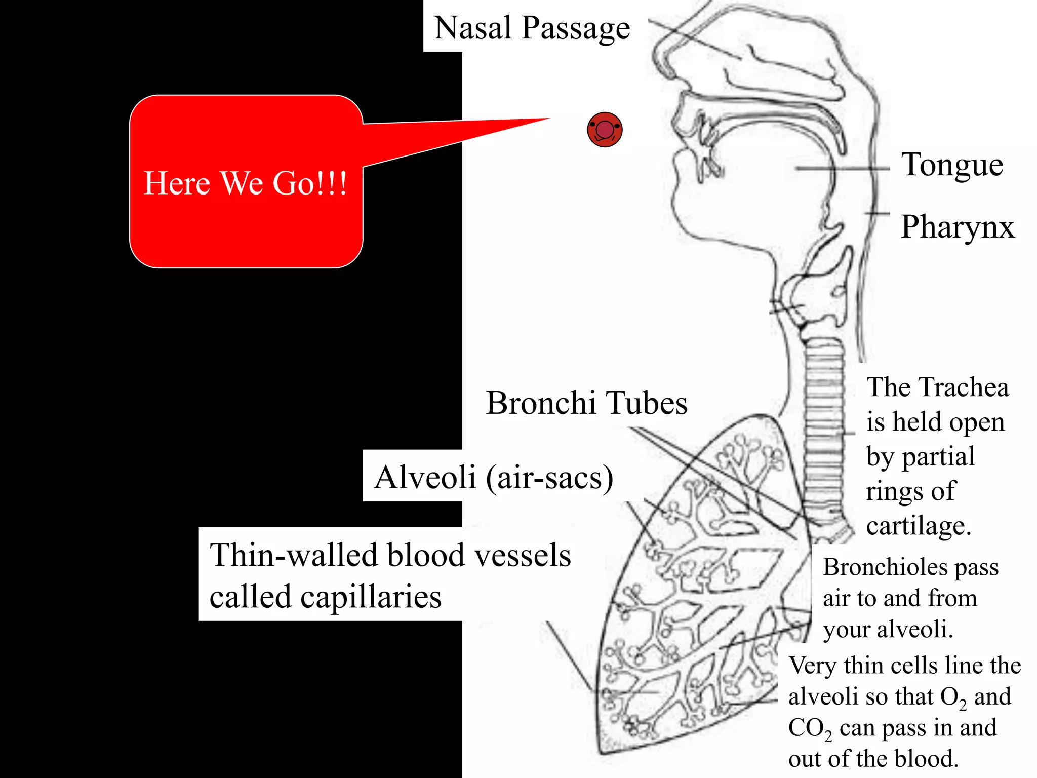 Respiratory and Circulation system of human body | PPT