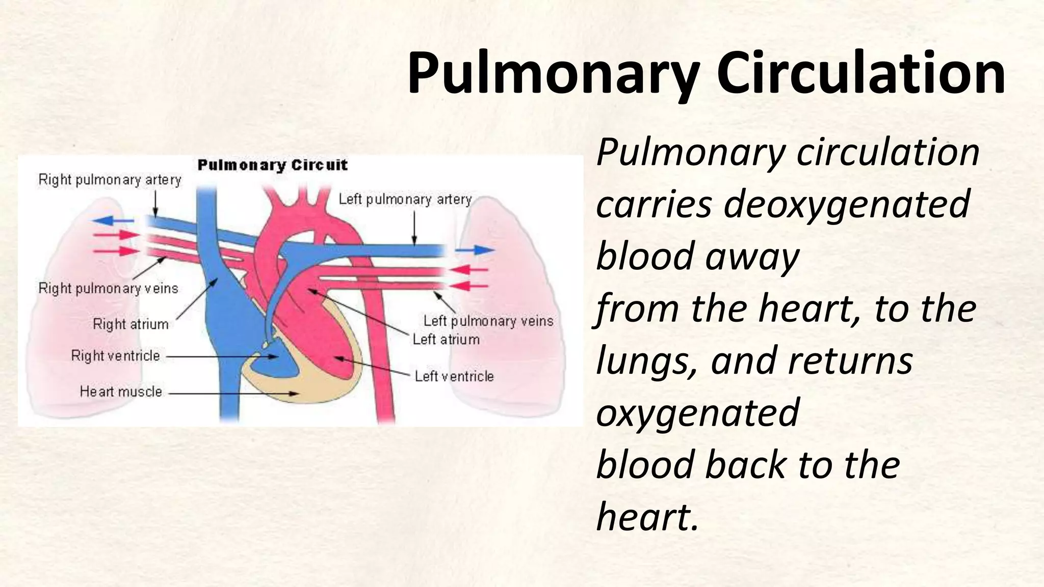 Circulation | PPTX