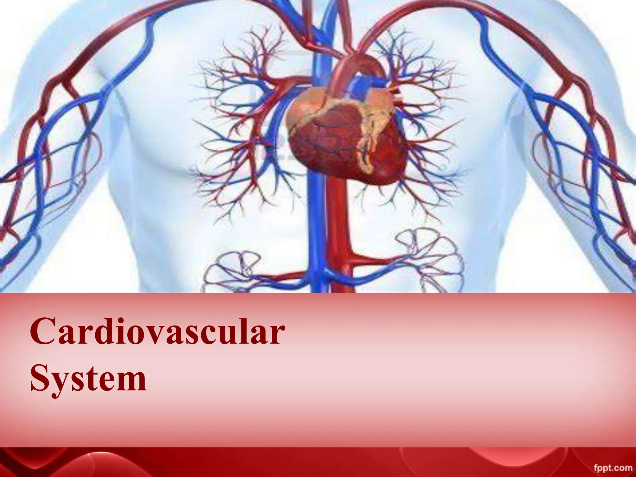 circulation.pdf for students to study an educate themselves | PPT