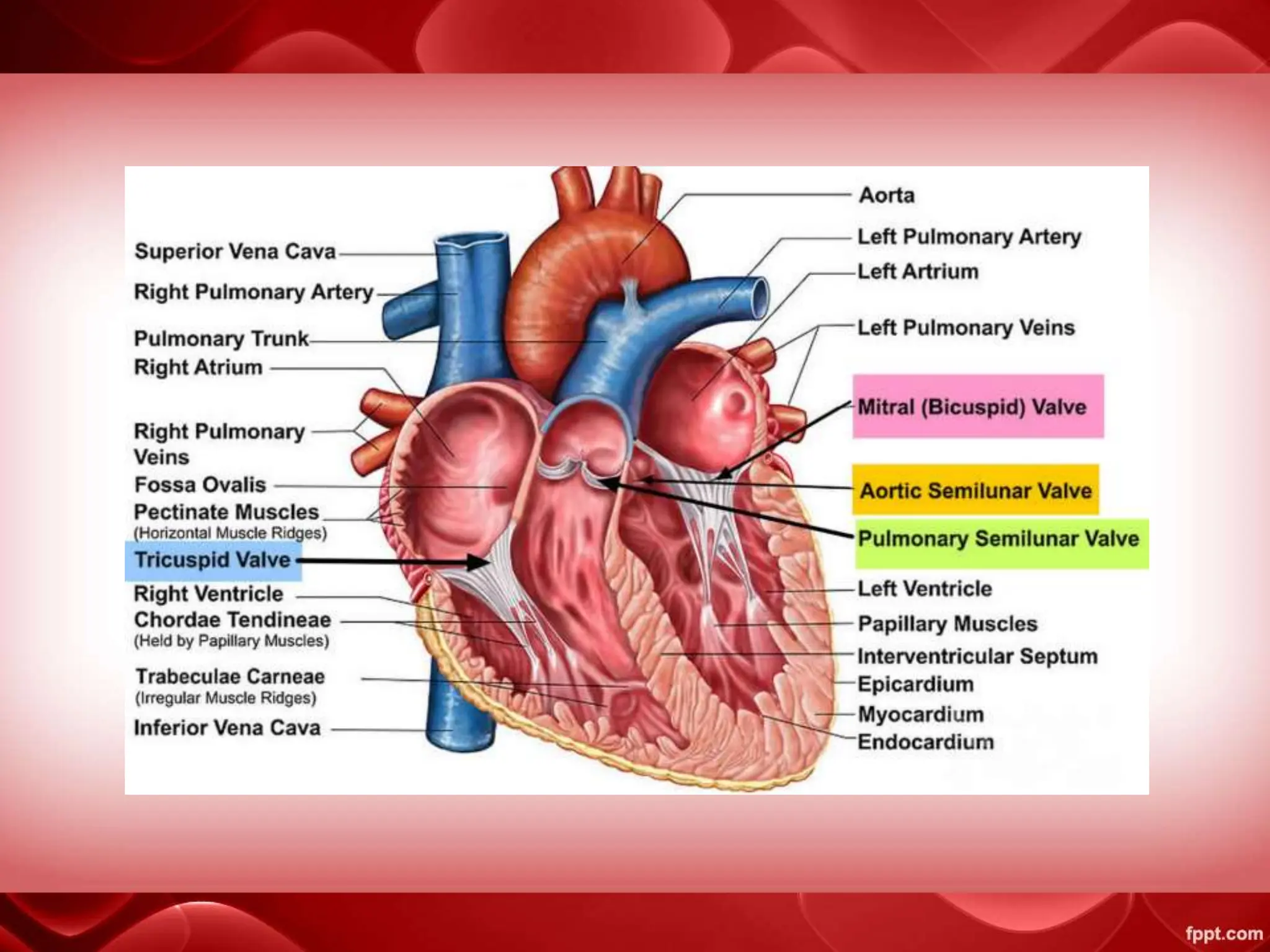 circulation.pdf for students to study an educate themselves | PPT