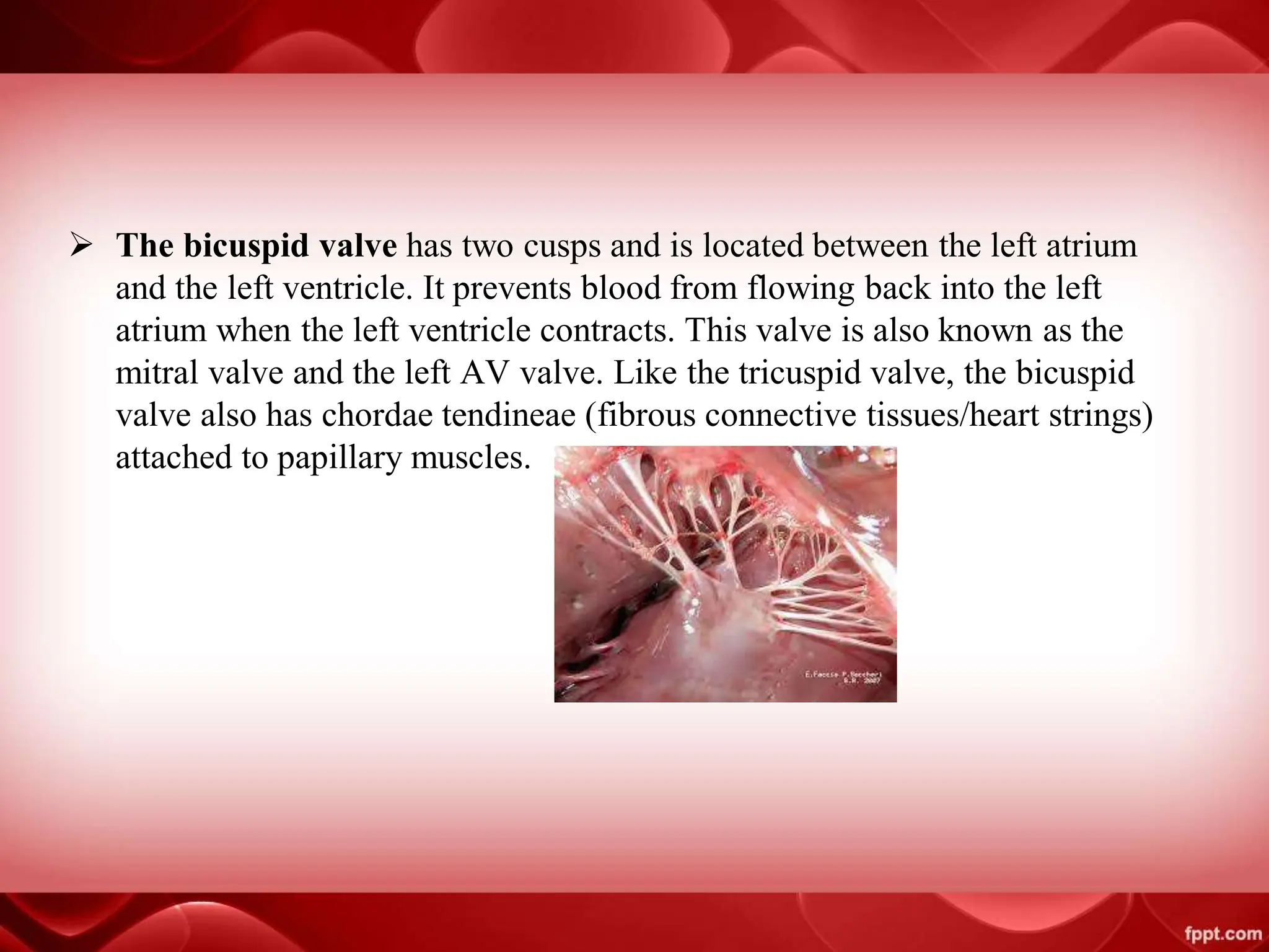 circulation.pdf for students to study an educate themselves | PPT