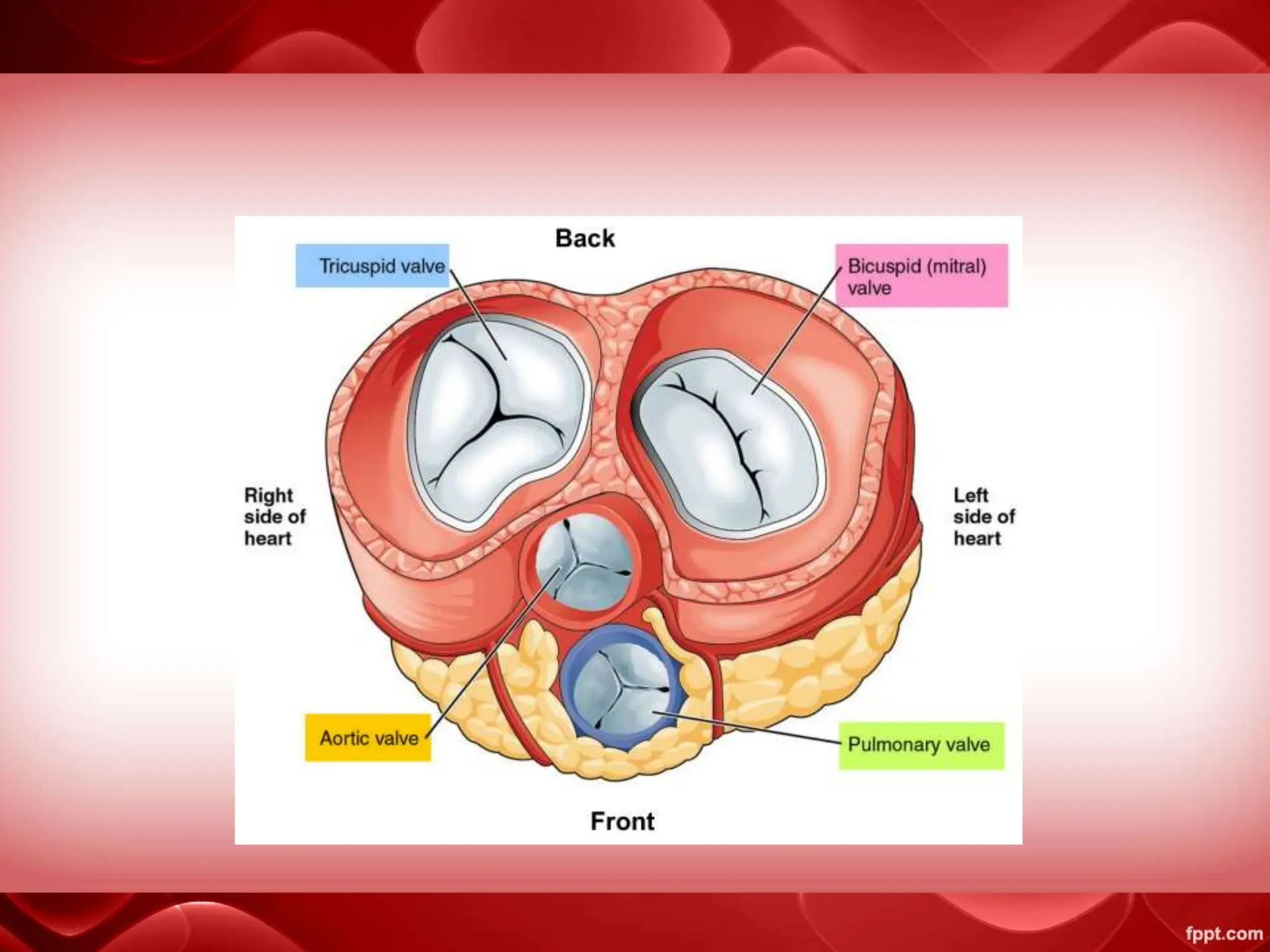 circulation.pdf for students to study an educate themselves | PPT