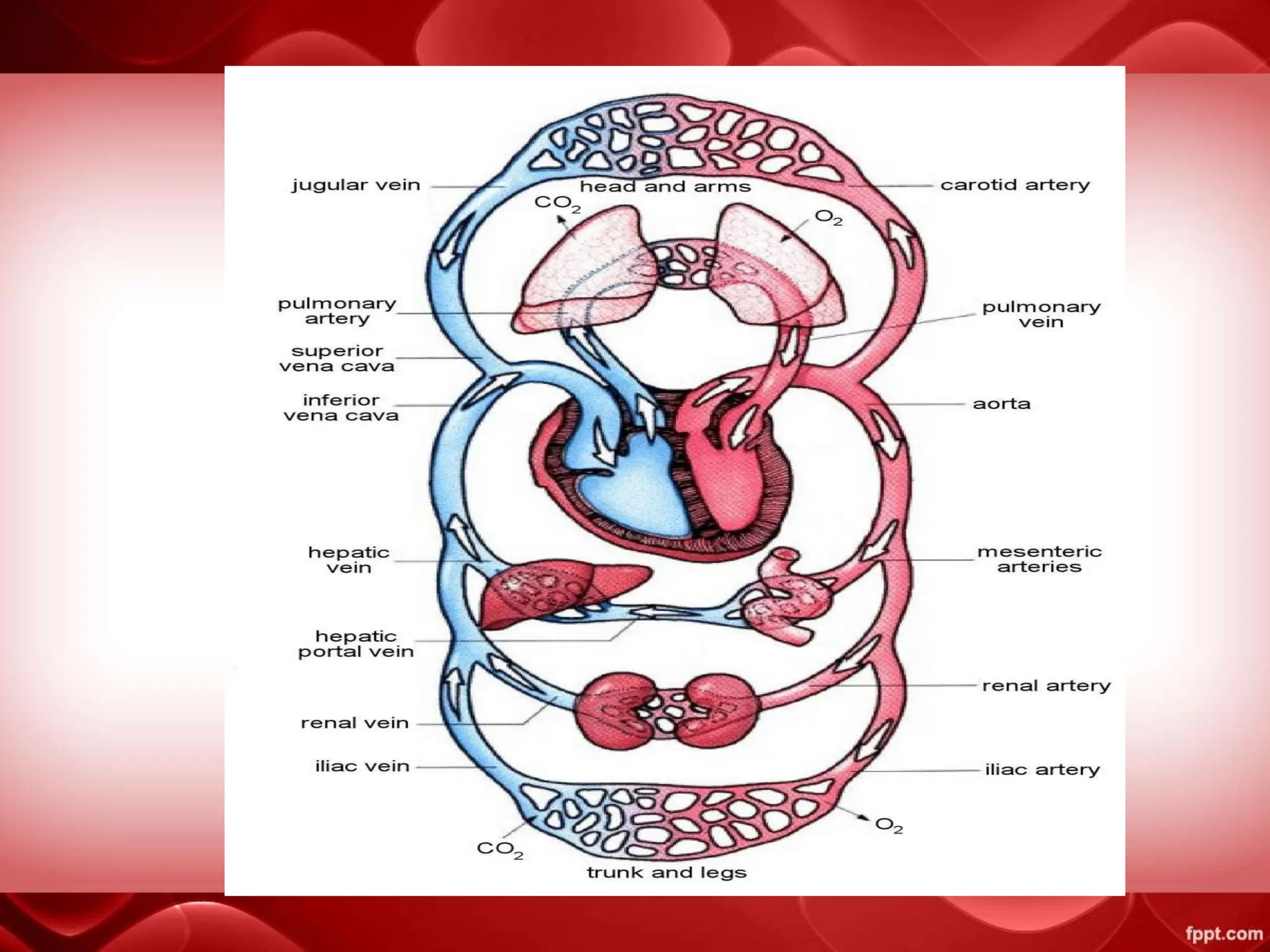circulation.pdf for students to study an educate themselves | PPT
